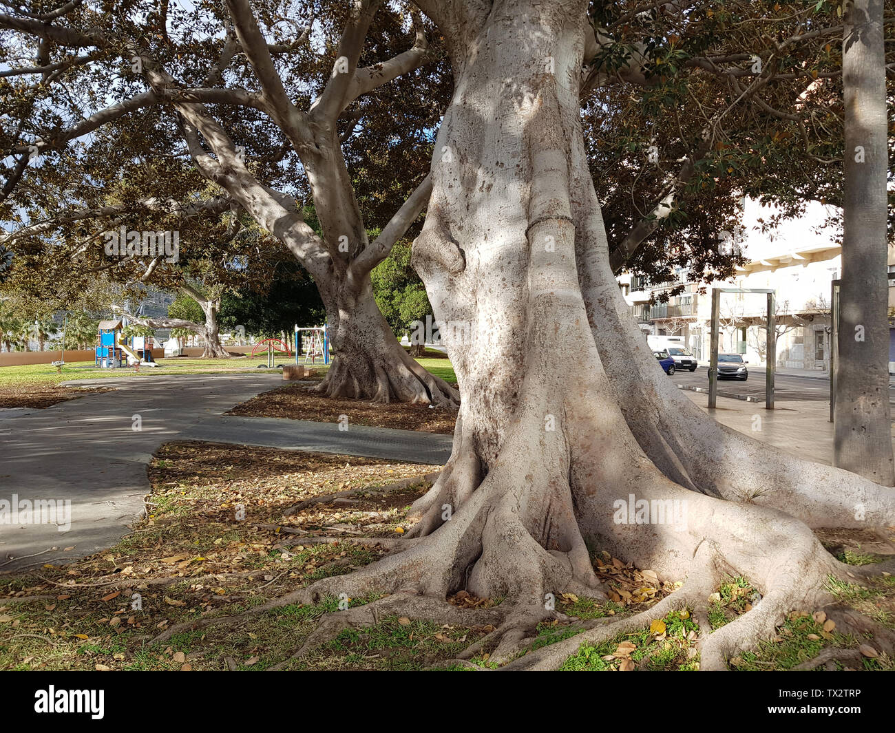 Open roots hi-res stock photography and images - Alamy