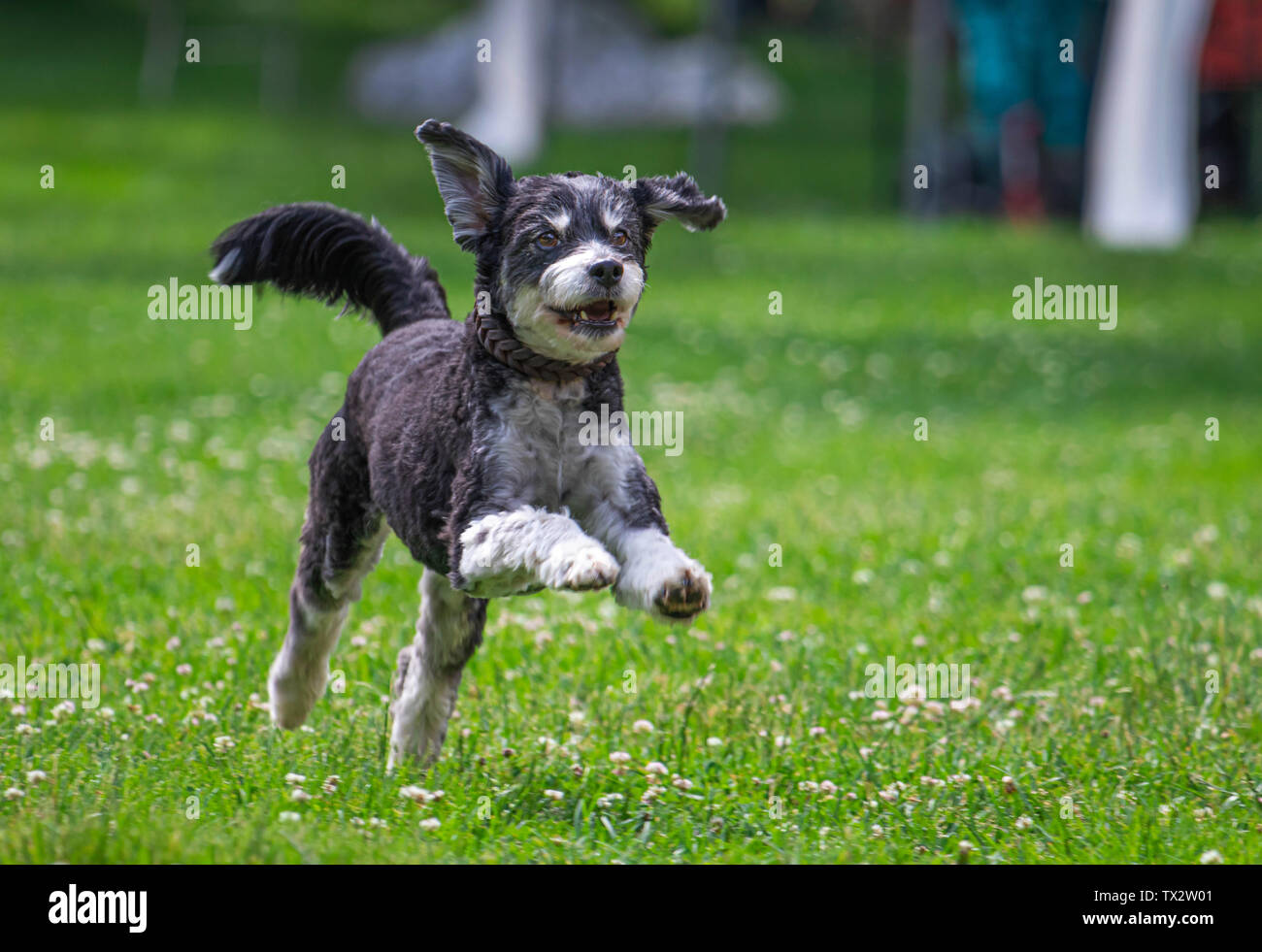 dog race running portrait with green gras background and copy space ...