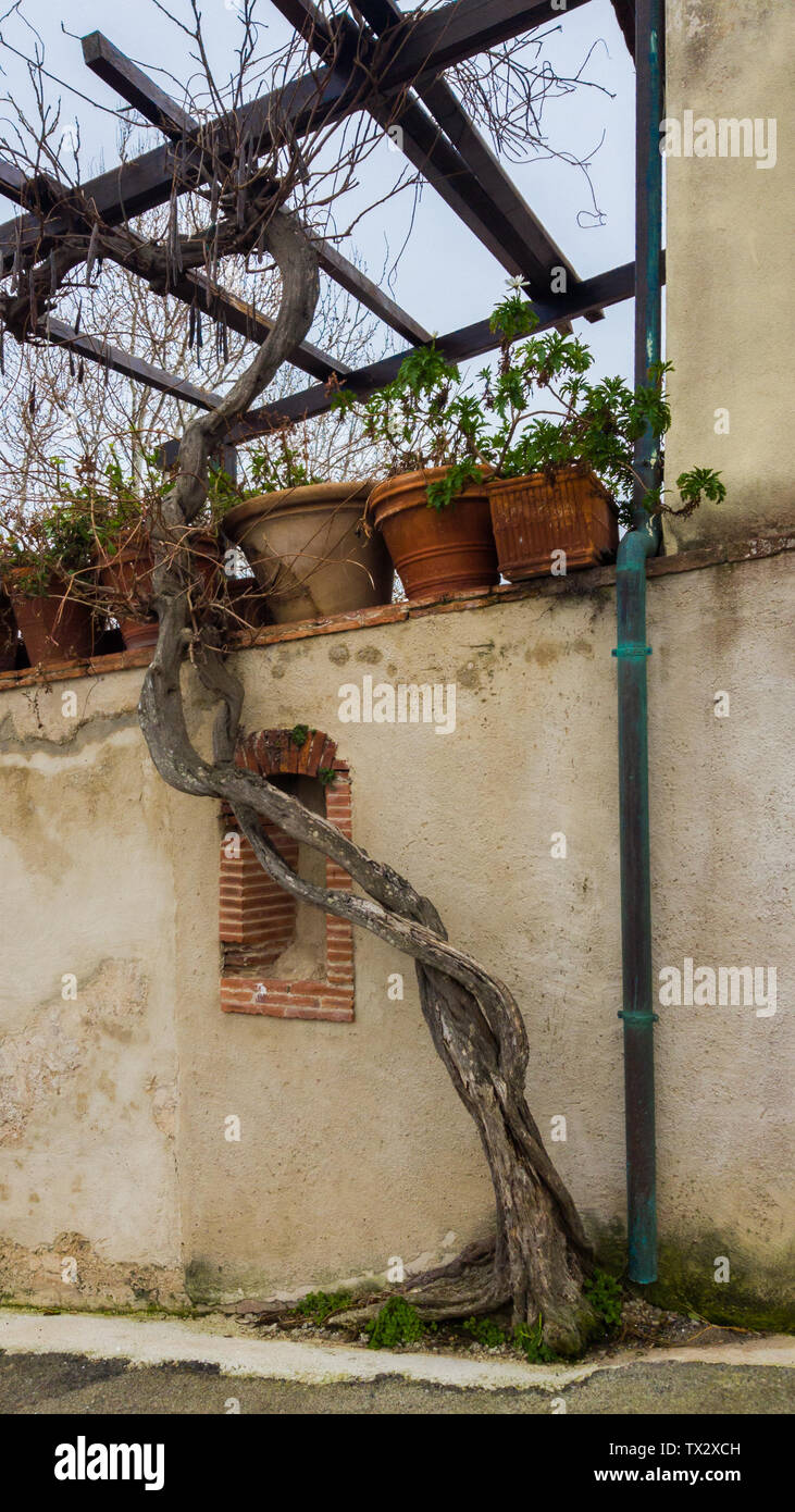 Interlacing plant hi-res stock photography and images - Alamy