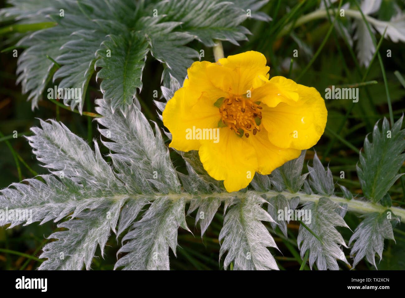 Silverweed (Potentilla anserina), flower and leaf Stock Photo - Alamy