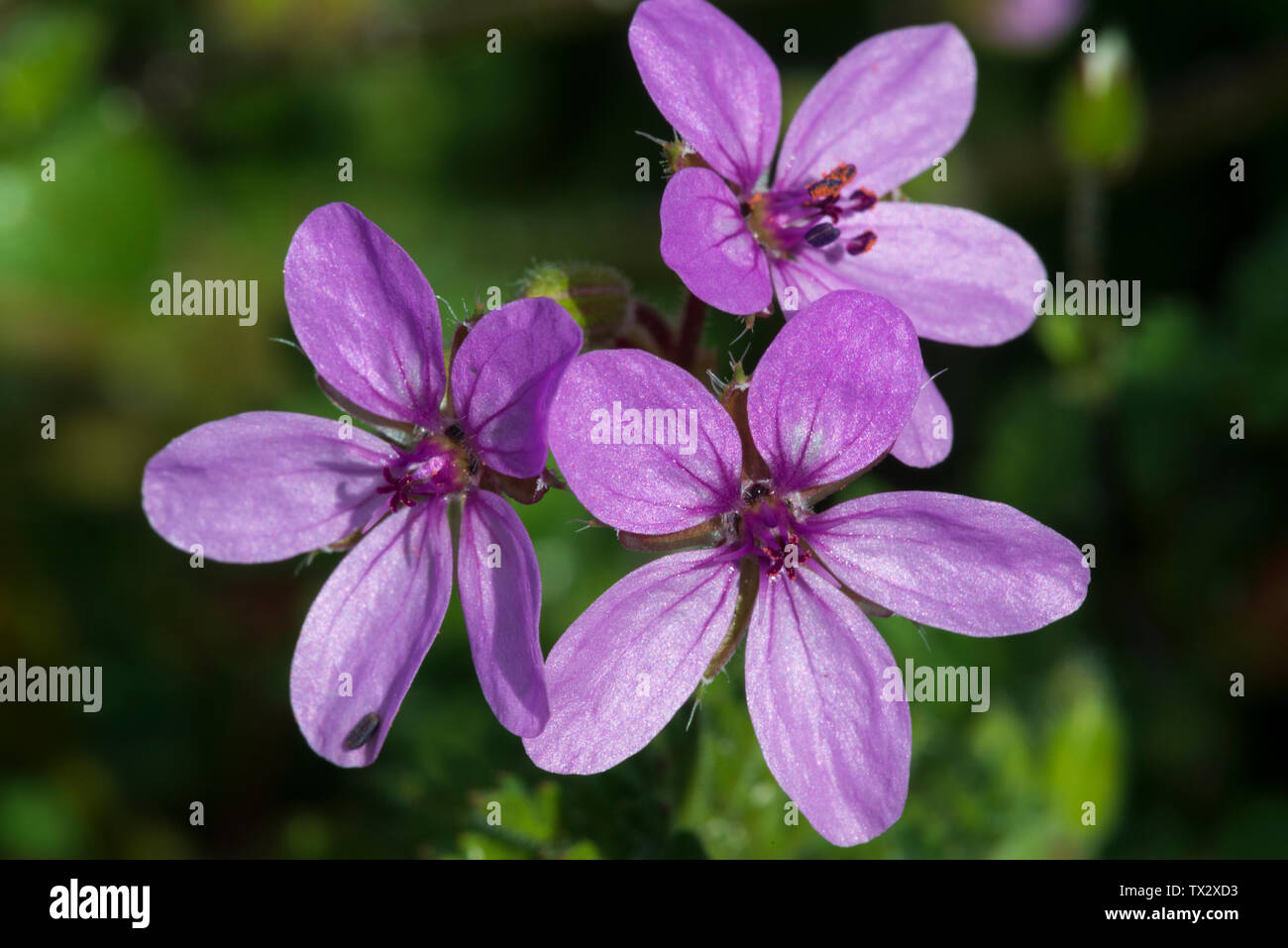 Common storksbill hi-res stock photography and images - Alamy