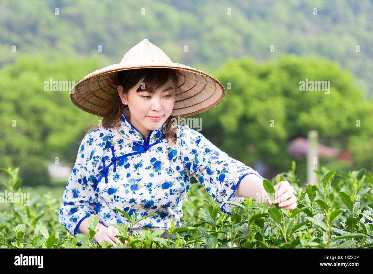 Beautiful Asian girl in tea Stock Photo - Alamy