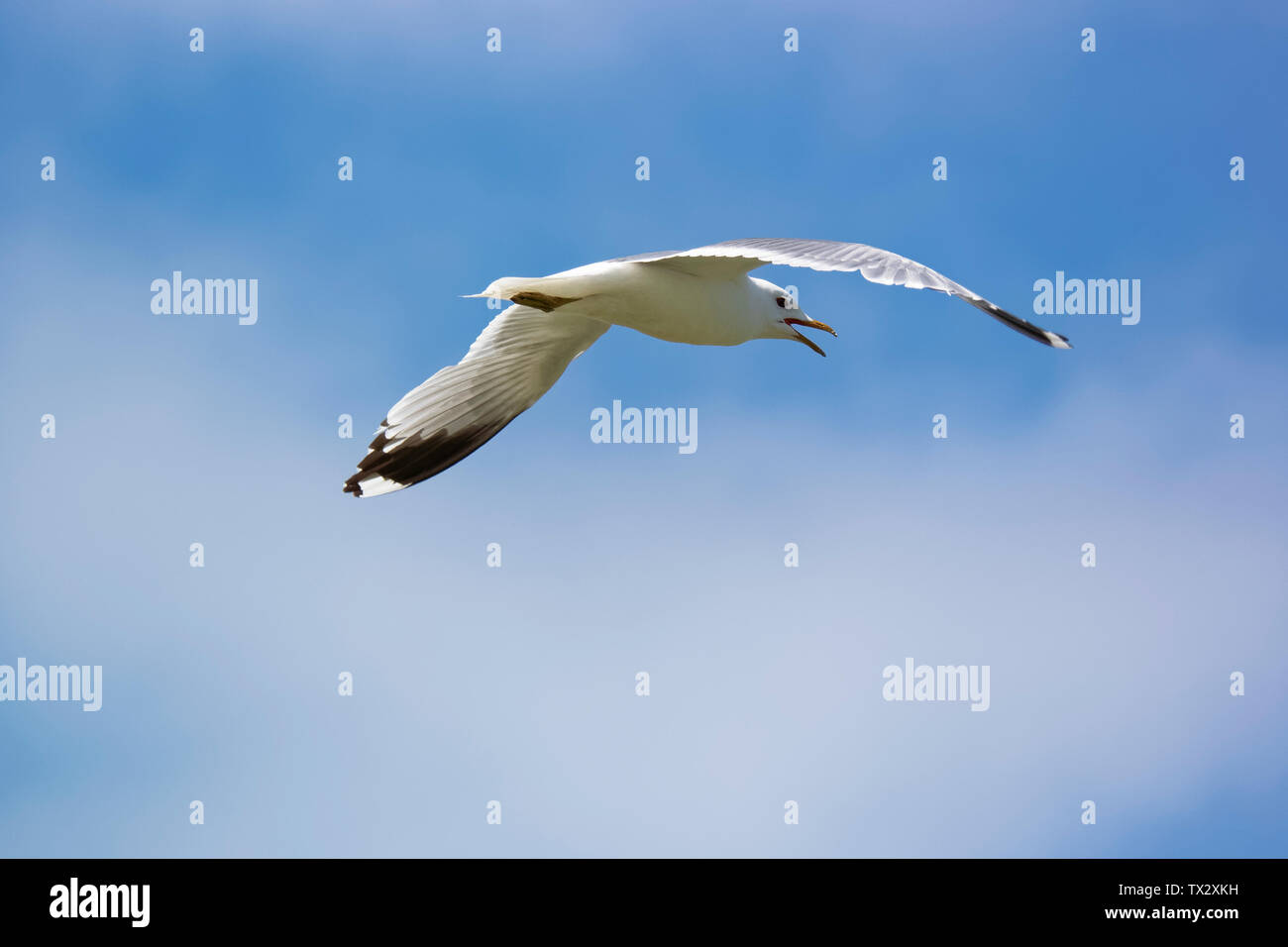 Common Gull (Larus canus), in flight Stock Photo - Alamy