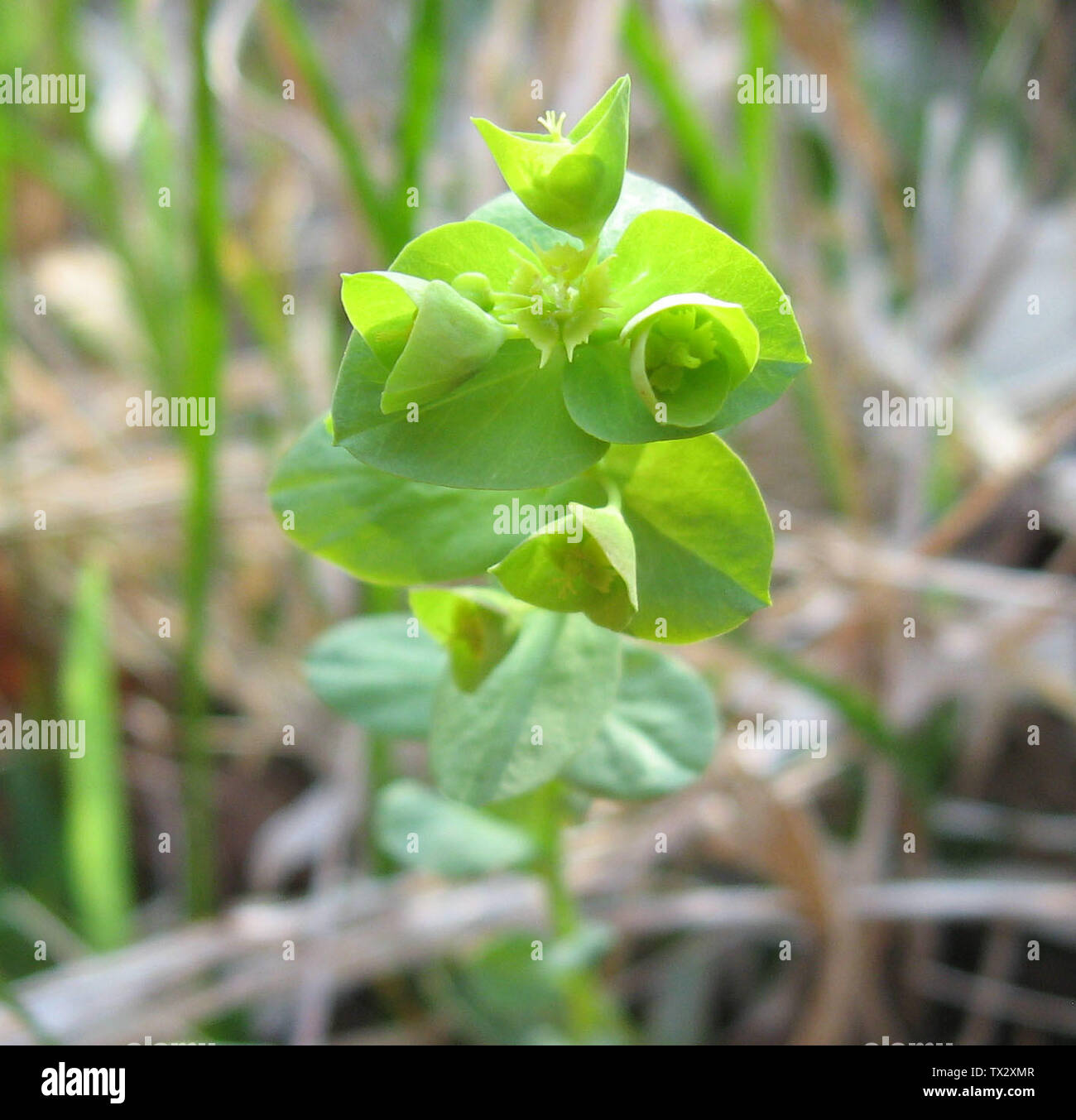 Euphorbia commutata hi-res stock photography and images - Alamy