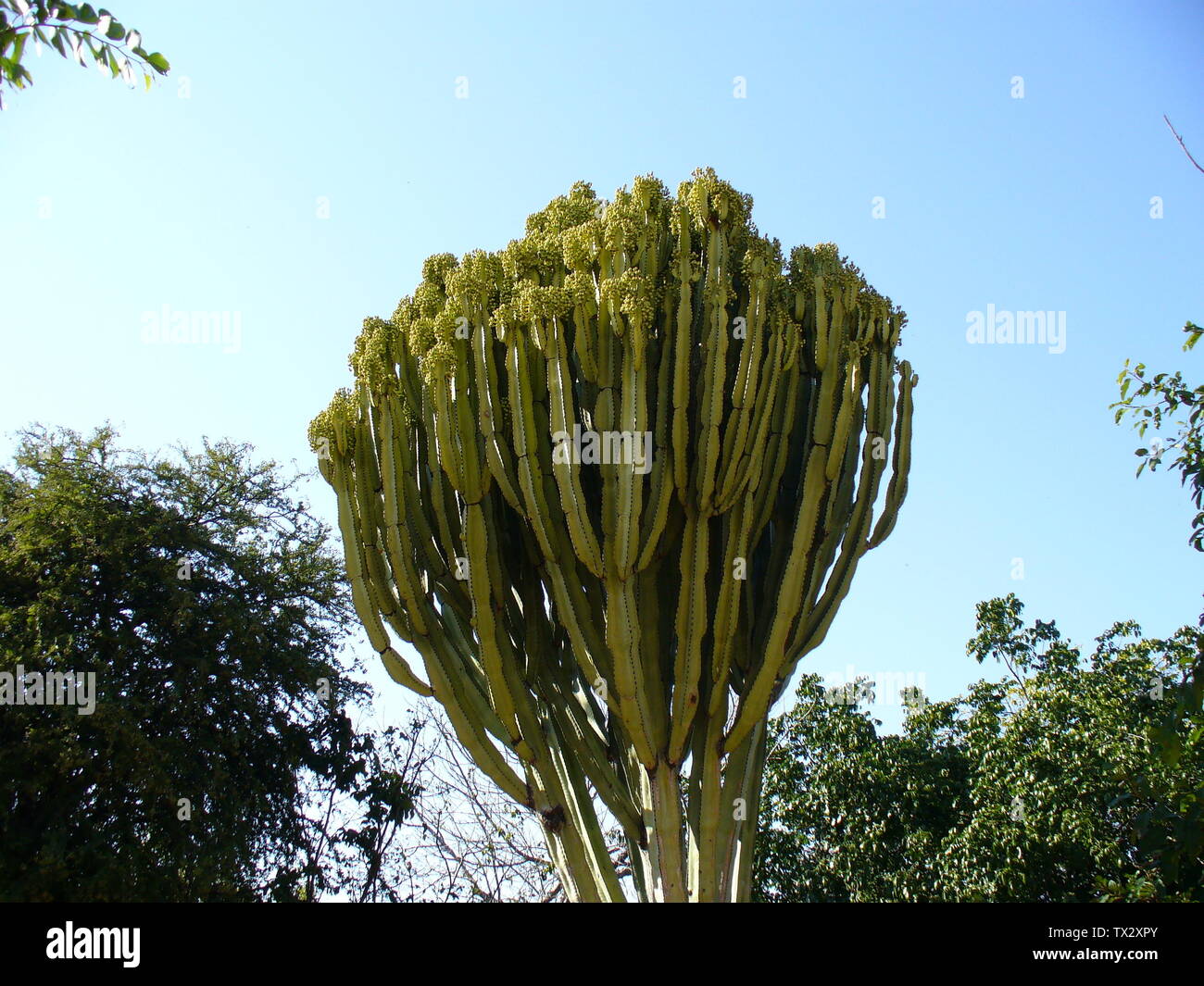 Naboom hi-res stock photography and images - Alamy