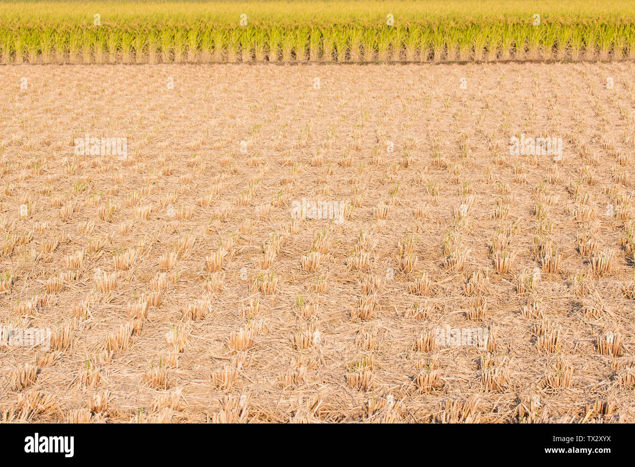 Rice field - stubble and chaff after harvesting Stock Photo - Alamy