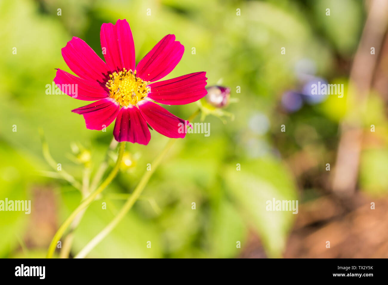 Cosmos yellow cosmos japan hi-res stock photography and images - Alamy