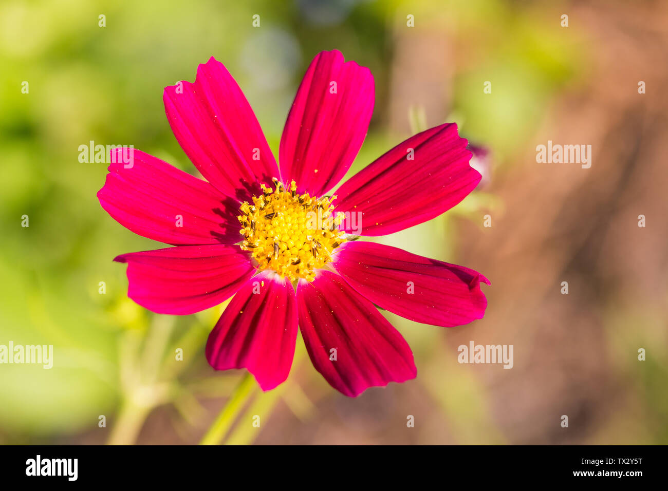 Cosmos red flower in daylight warm tone with blurred background Stock ...