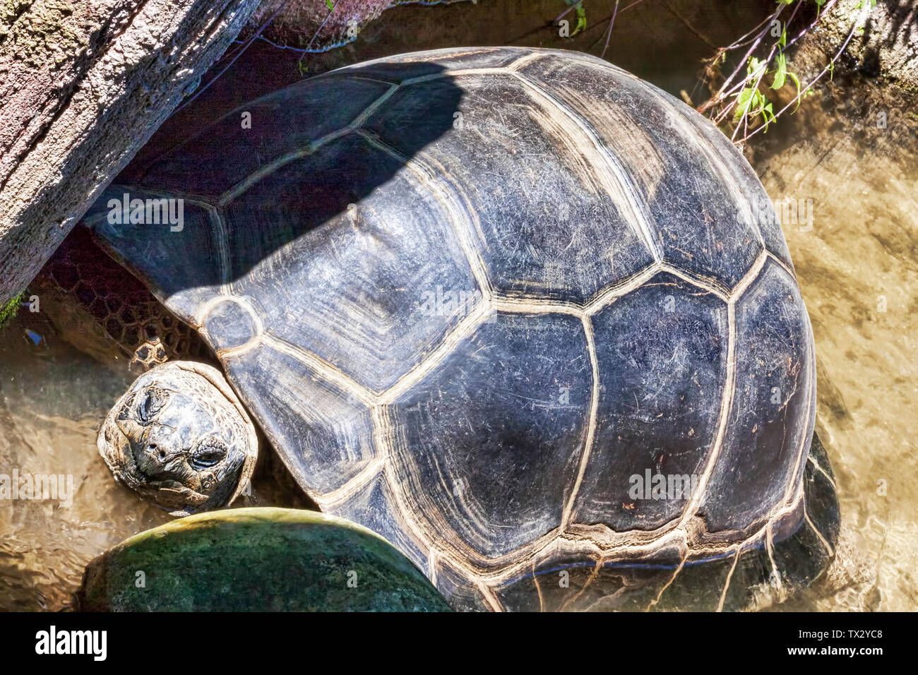 Huge and old land turtle is resting among the rocks in the pond Stock ...