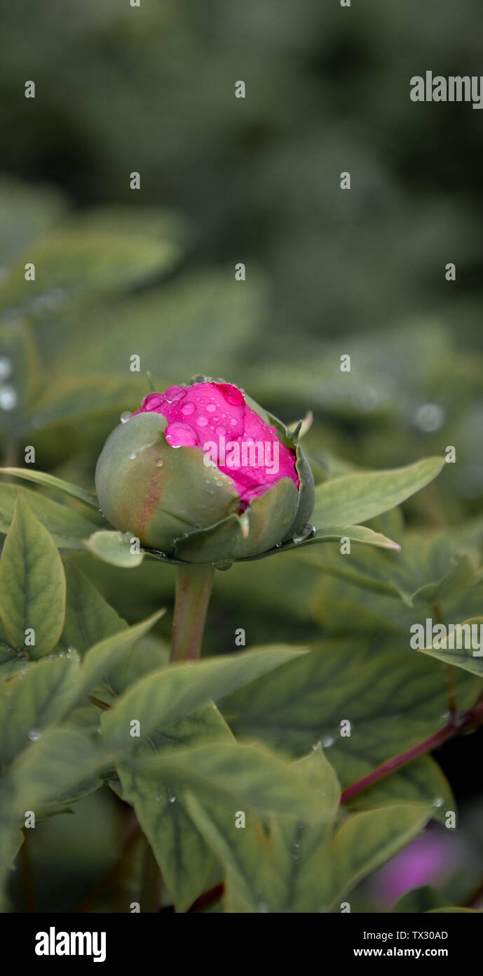 Peony, luoyang, luoyang peony Stock Photo - Alamy