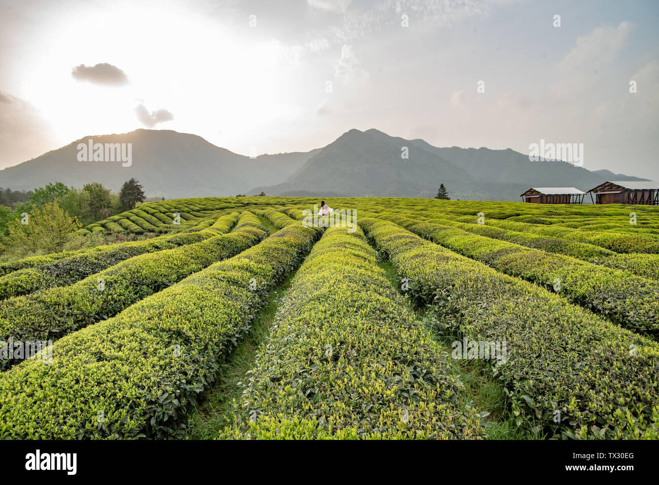 Tea Garden Scenery Stock Photo - Alamy