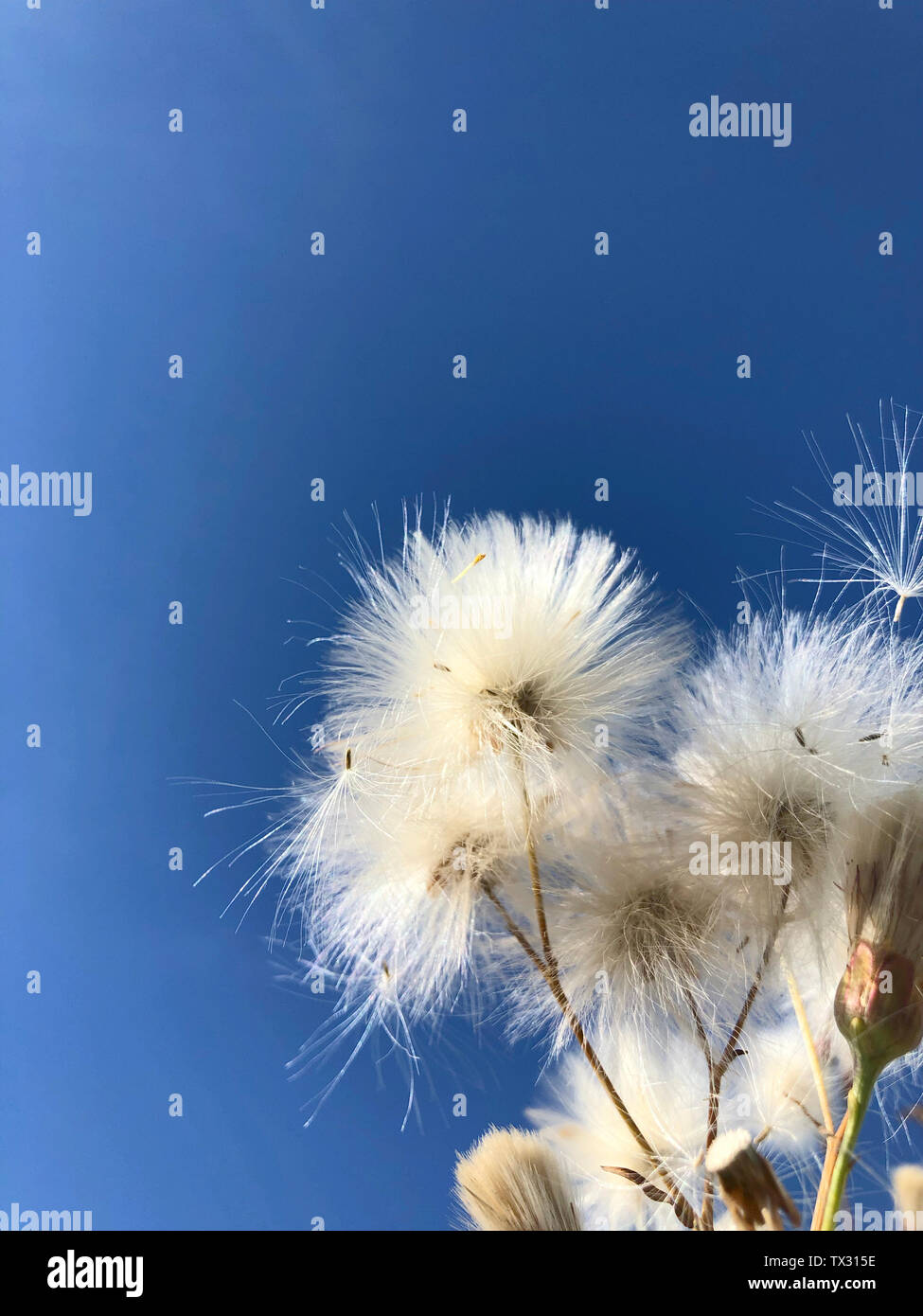 Flocculent hi-res stock photography and images - Alamy