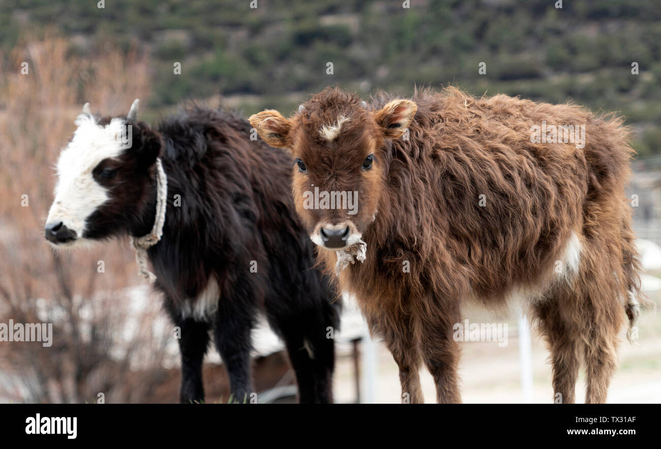 Little yak hi-res stock photography and images - Alamy