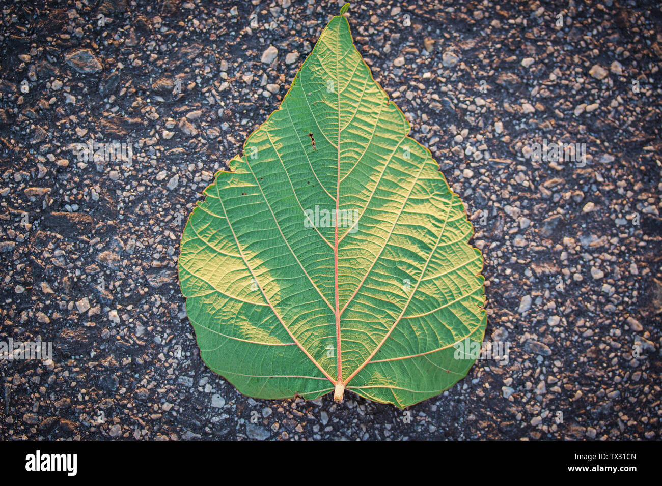 Single leaf on road / nature concept Stock Photo - Alamy