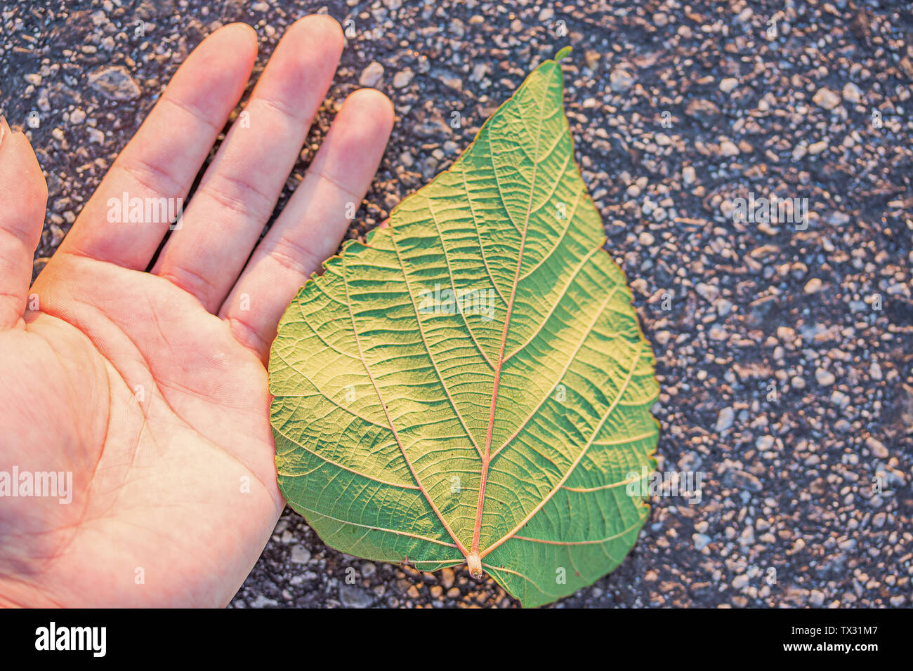 Single leaf on road / concept nature in hand Stock Photo - Alamy