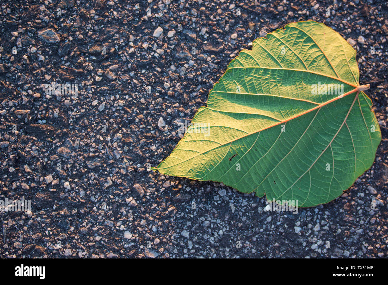 Single leaf on road / nature concept Stock Photo - Alamy