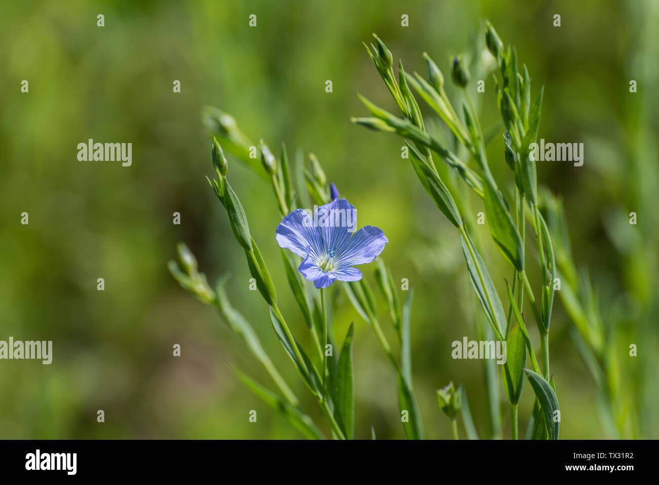 Isolated blue flower of Common Flax / Linum usitatissimum being grown ...