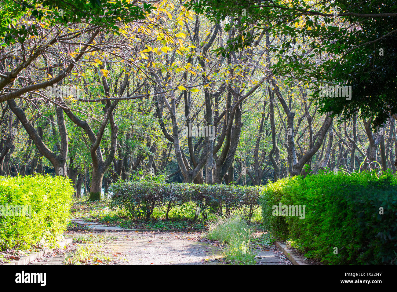Nature background green luscious grass hi-res stock photography and ...