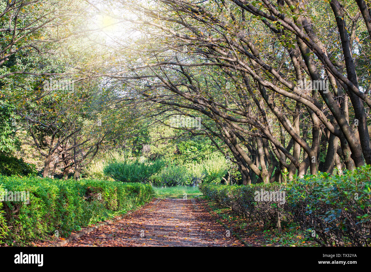 Evening sun and powerful luscious green trees in the park Stock Photo ...