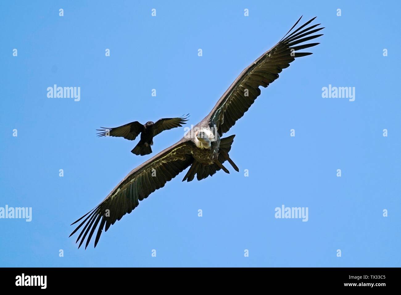 Crow attack hi-res stock photography and images - Alamy