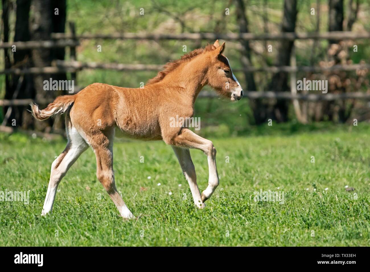Light Brown Horse Running