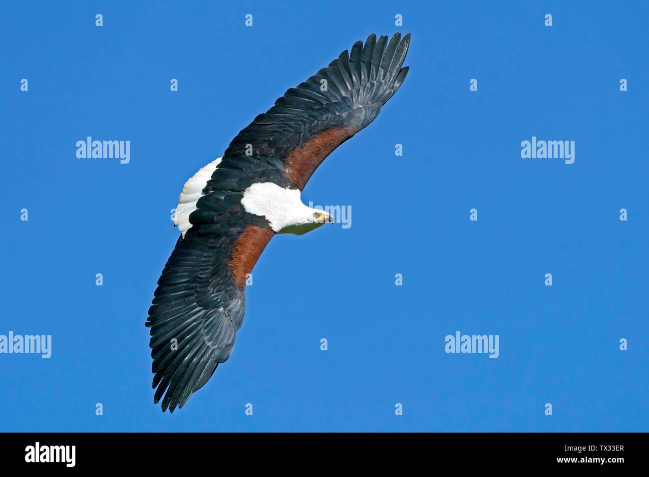 African eagle flying hi-res stock photography and images - Alamy
