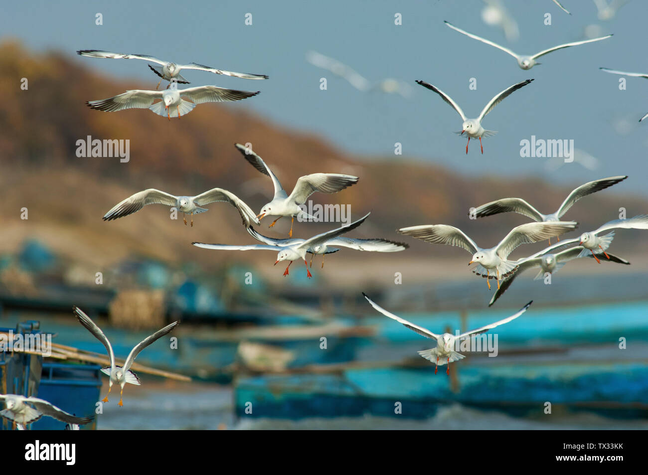 Xingkai lake reserve hi-res stock photography and images - Alamy
