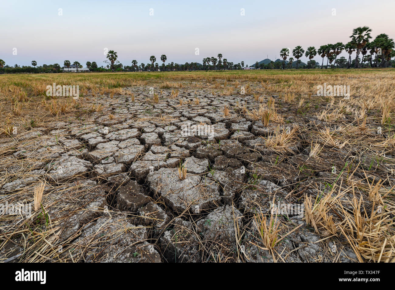 Dry cracked soil ground texture in rice fields Stock Photo - Alamy