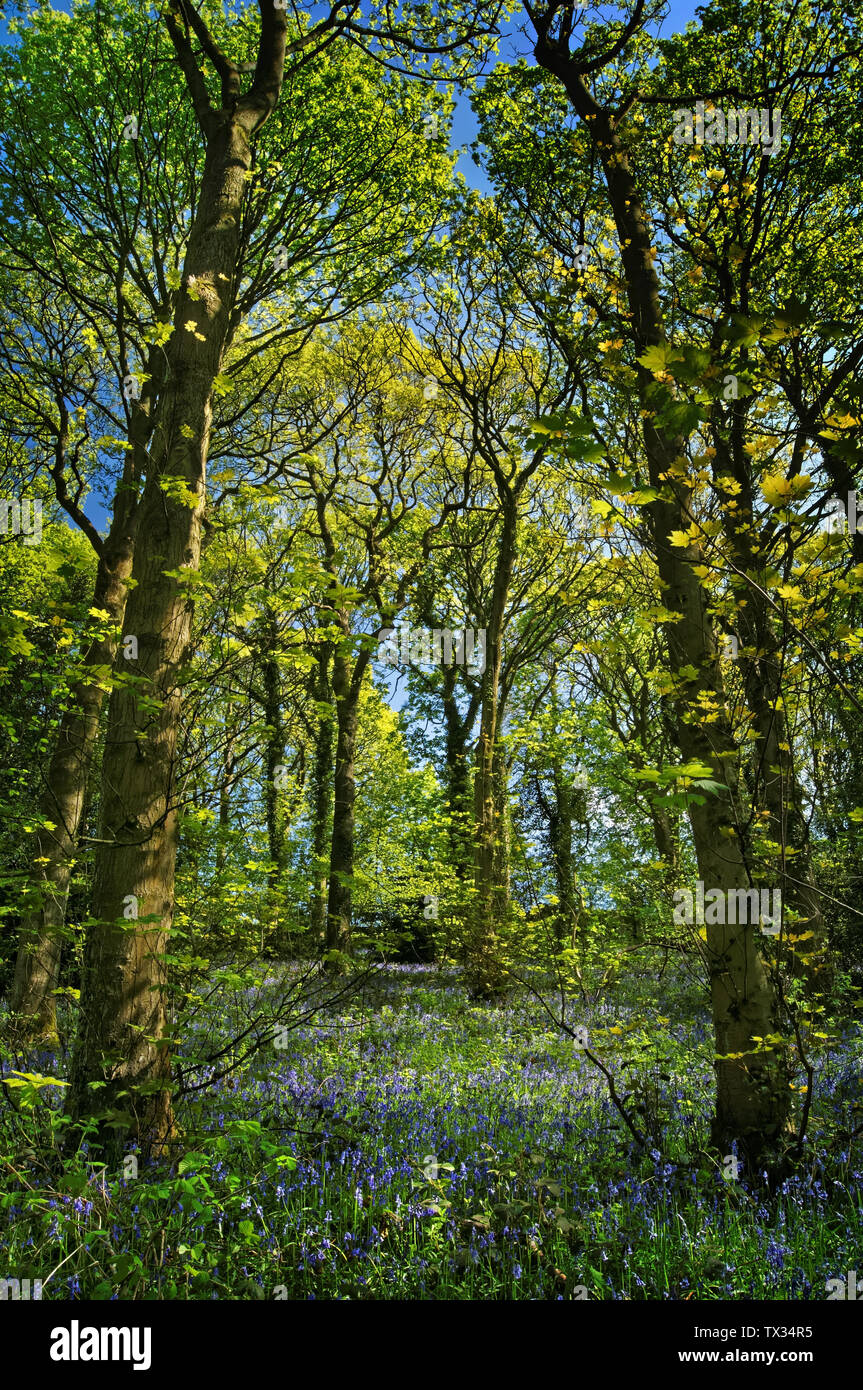 UK,South Yorkshire,Sheffield,Hutcliffe Wood during Spring Stock Photo ...