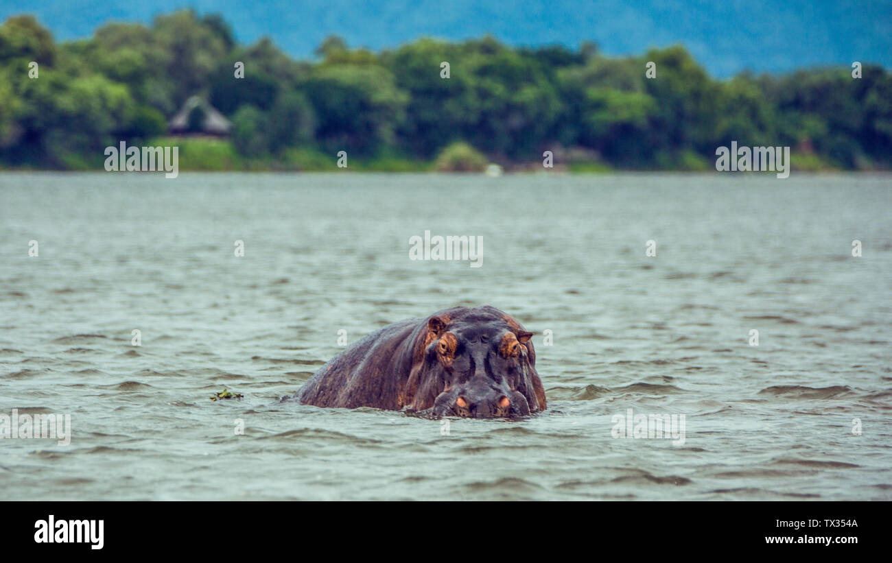 Africa, Zimbabwe, animals, natural primitive, hippos, Zambezi Stock ...