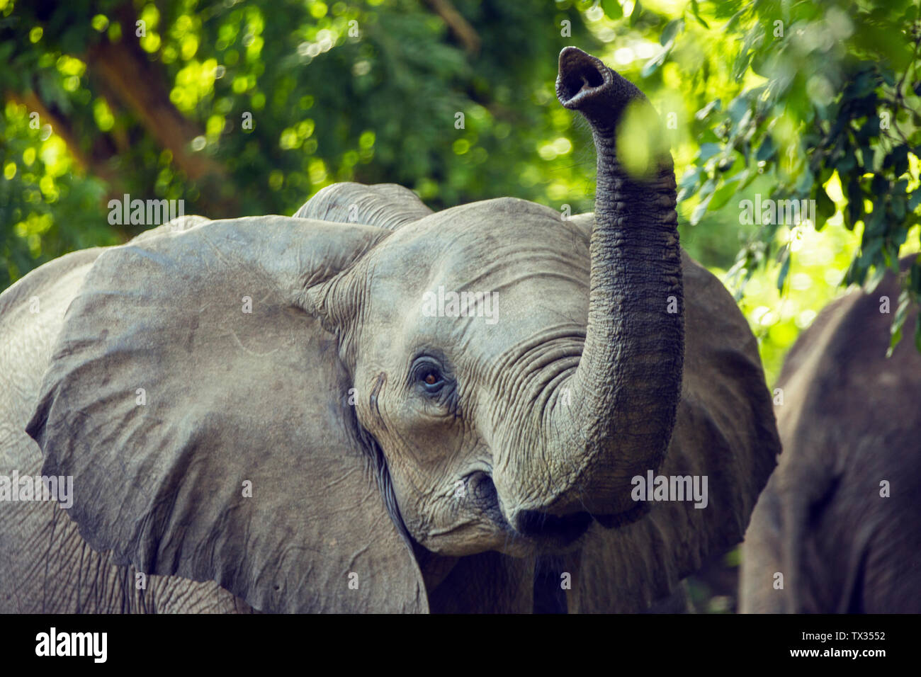 Africa, Zimbabwe, manaturals, national parks, animals, elephants, baby ...