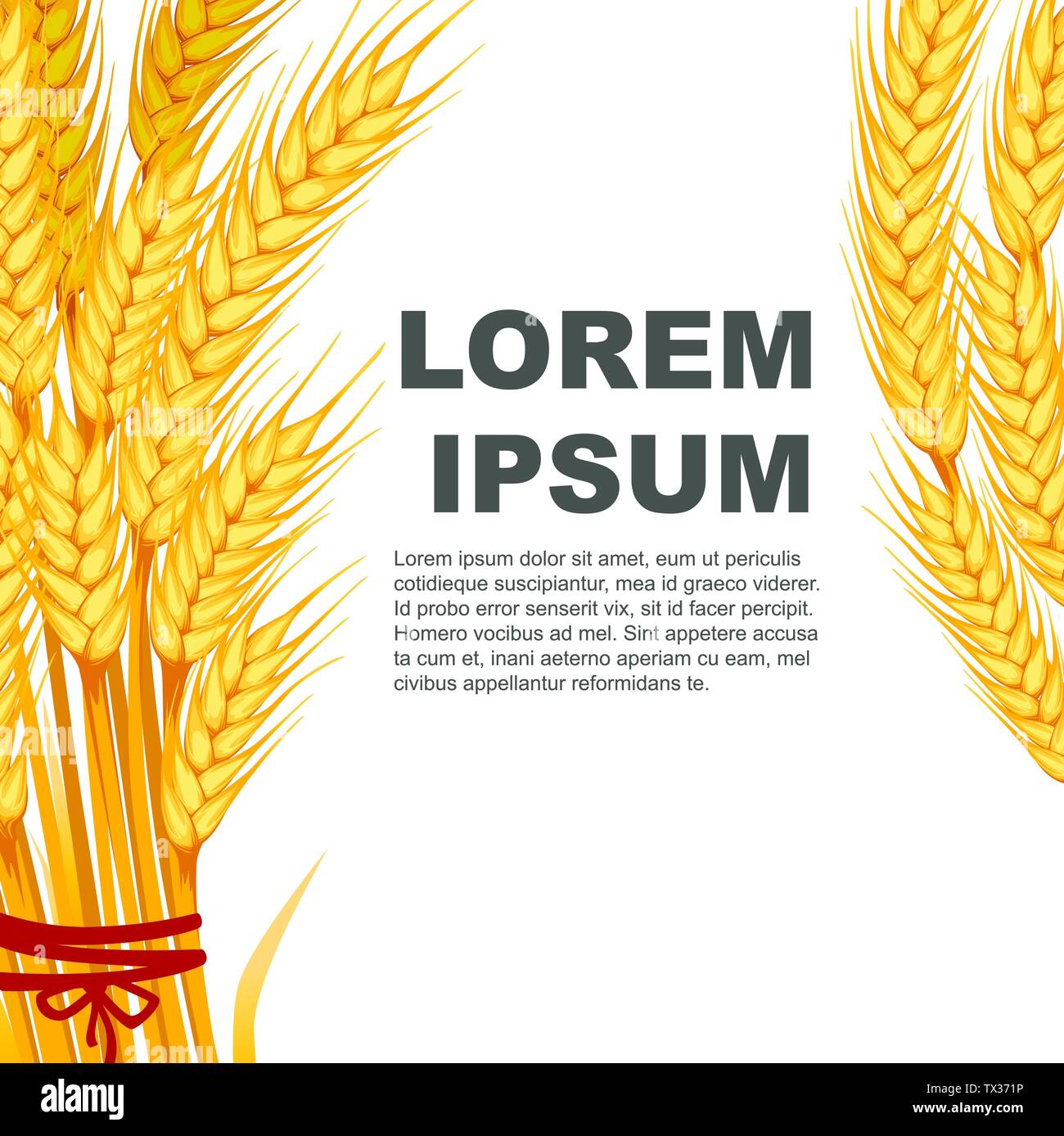 Two bunches of wheat banner design with place for text flat vector ...