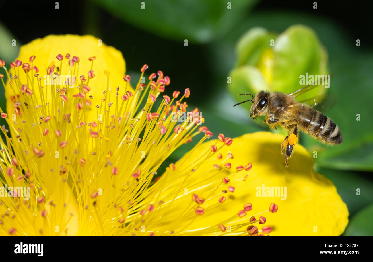 Endangered honey bee looking for nectar and pollinating flowers Stock ...