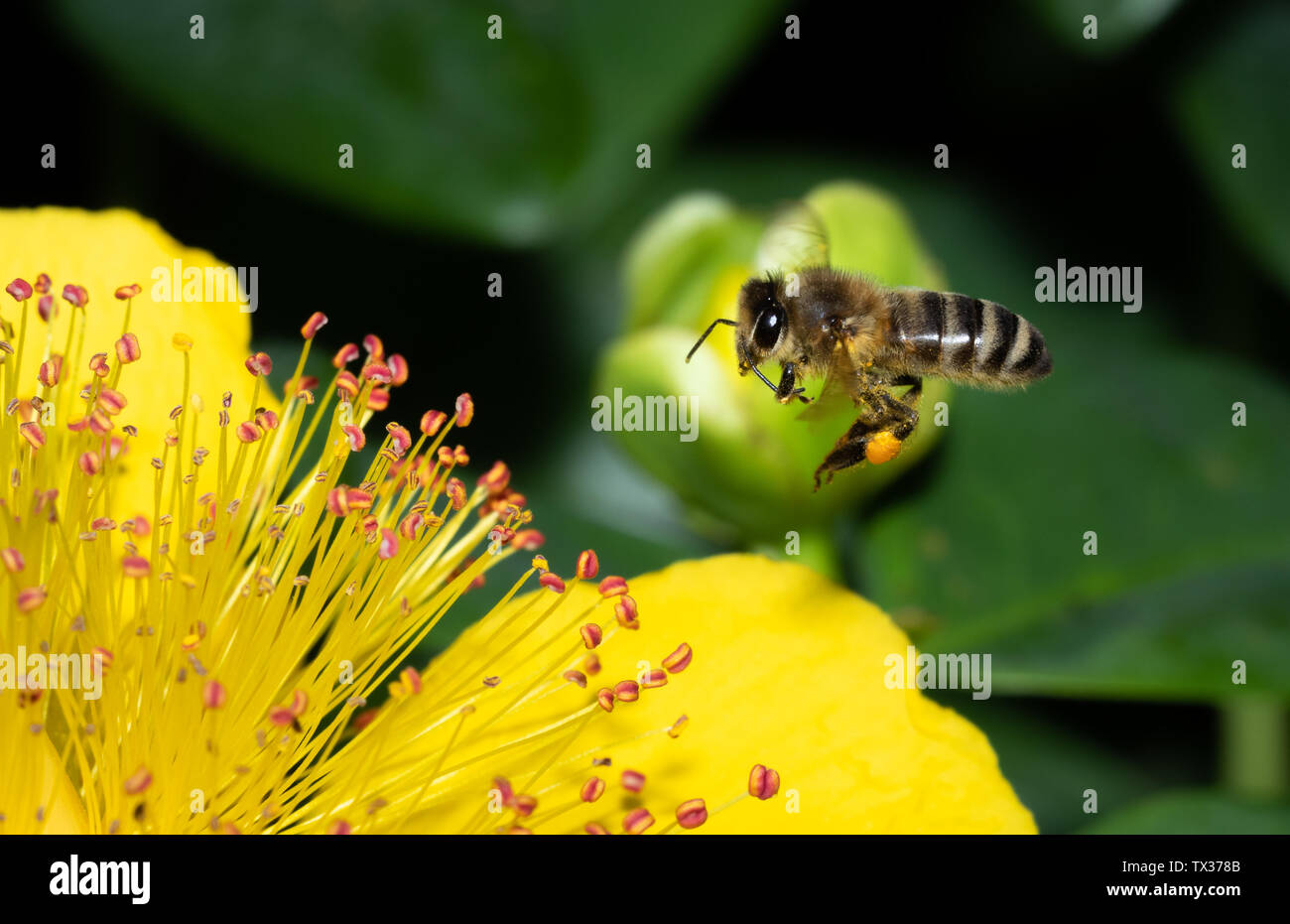 Endangered insects hi-res stock photography and images - Alamy