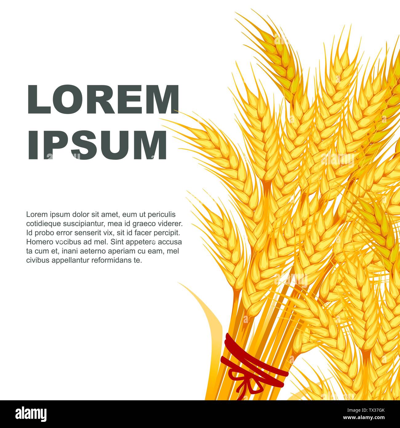 Two bunches of wheat banner design with place for text flat vector ...
