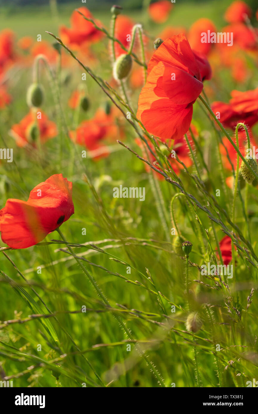 Field of Poppies in Northumberland Stock Photo - Alamy