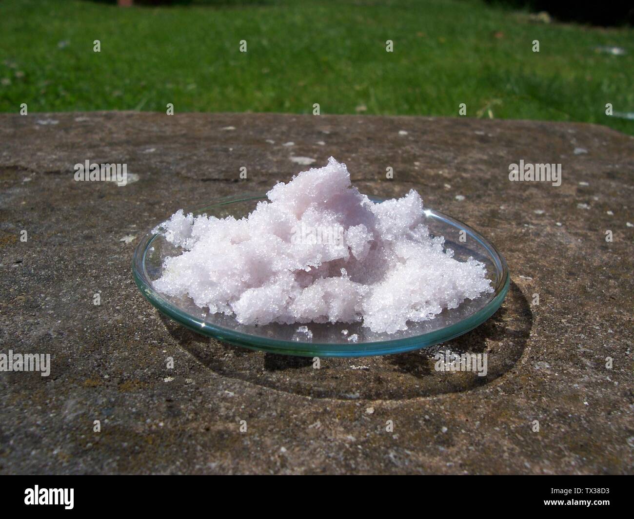 Demonstrating its very light violet colour hi-res stock photography and ...