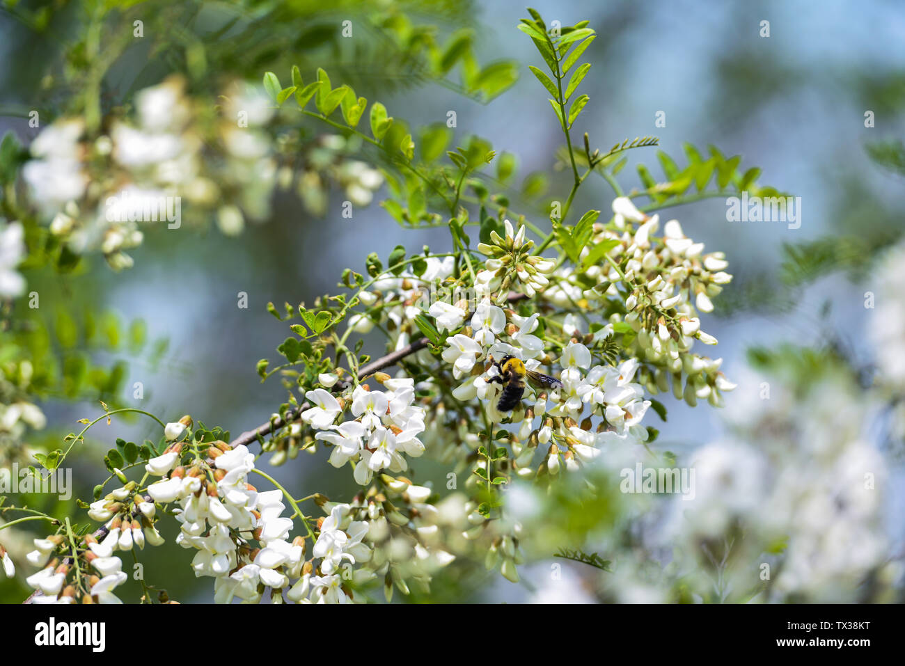 Sweet locust hi-res stock photography and images - Alamy
