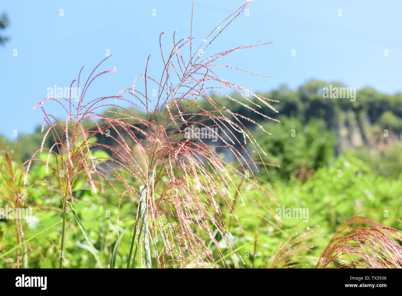 Reed hd hi-res stock photography and images - Alamy