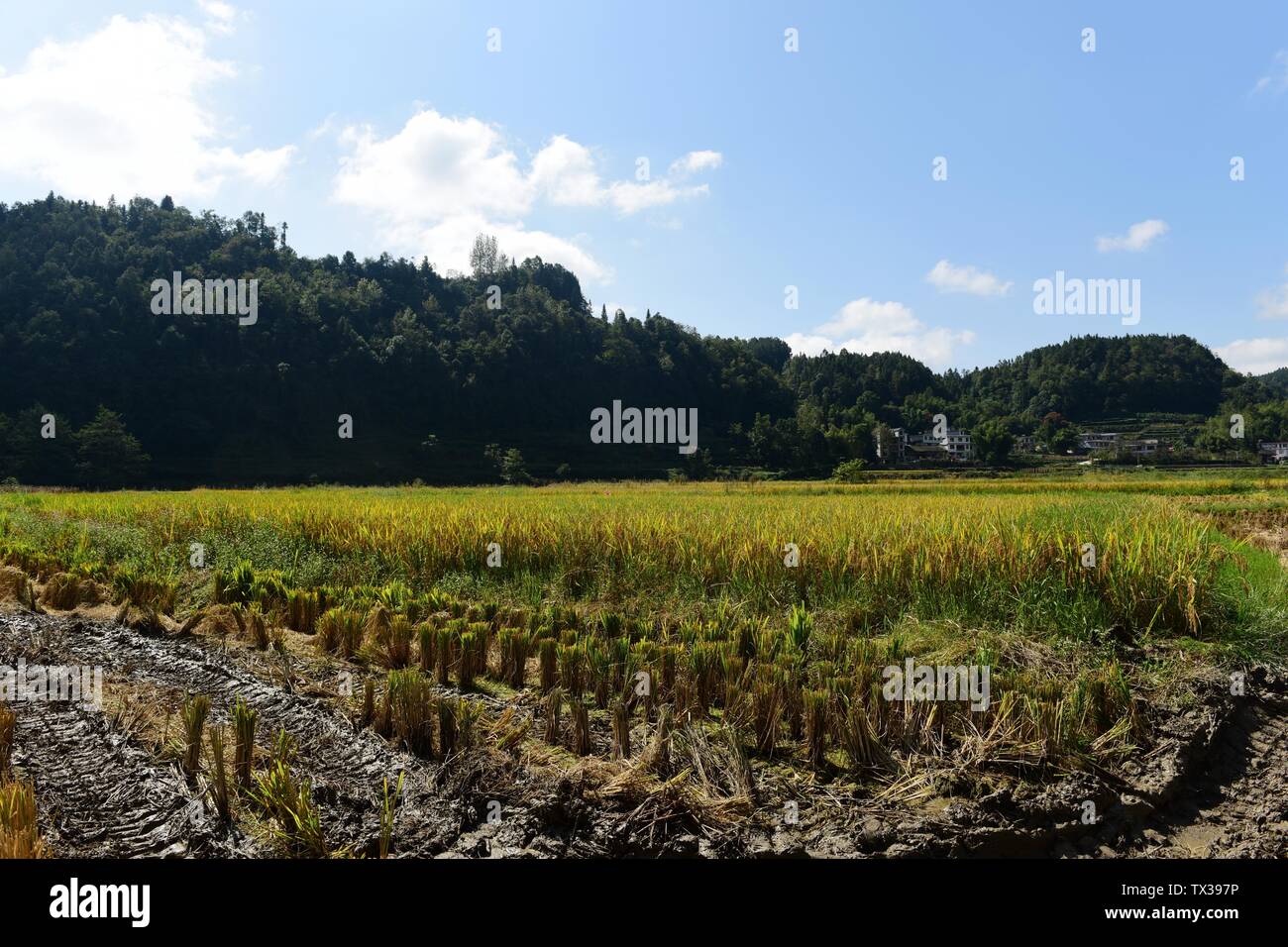High definition rice hi-res stock photography and images - Alamy