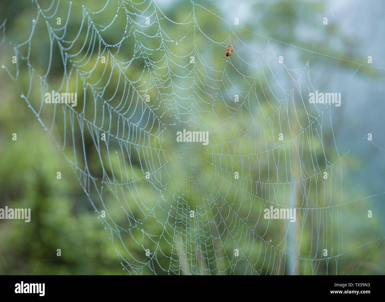 Spiders, cobwebs, cobwebs, traps, nature, web, arachnid, dew, pattern ...