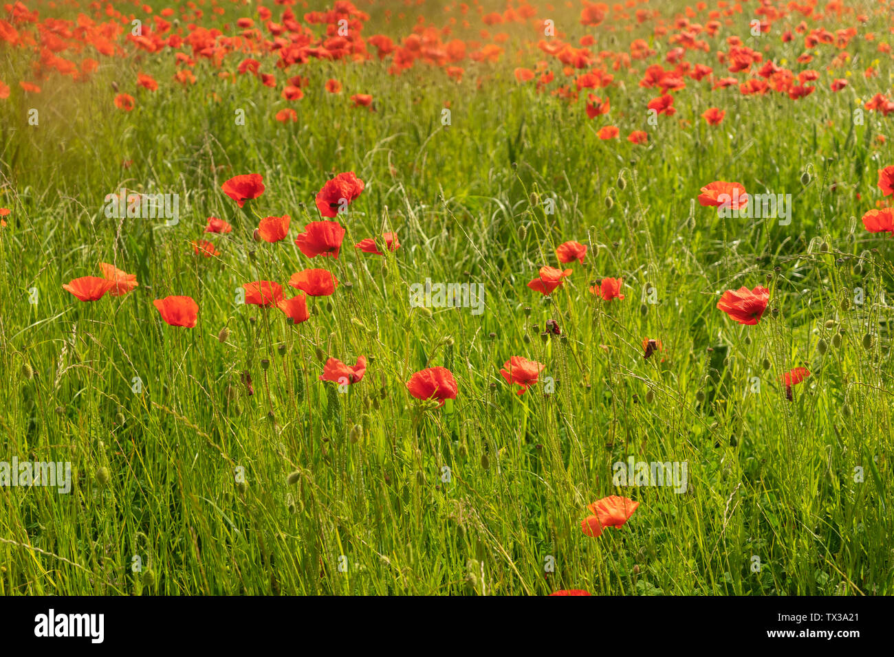 Field of Poppies in Northumberland Stock Photo - Alamy