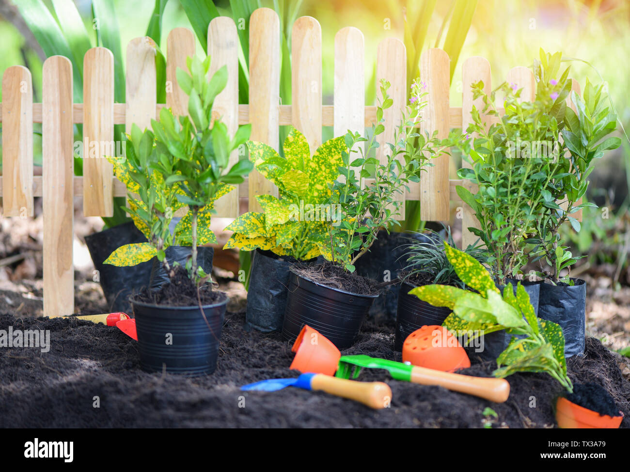 Gardening tools on soil background ready to planting flowers and small ...