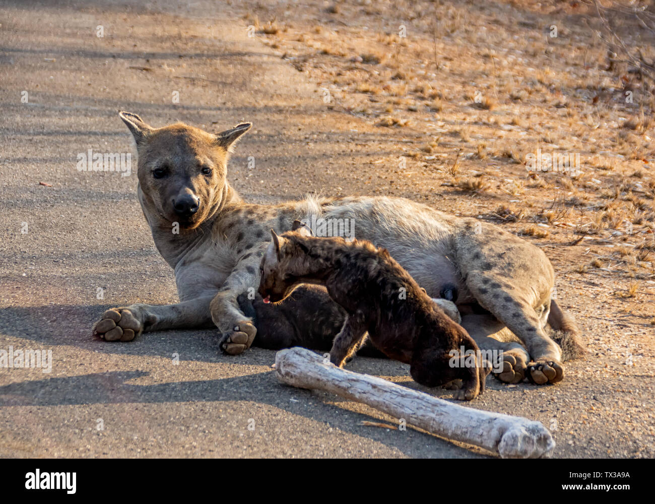 Baby brown spotted hyena hi-res stock photography and images - Alamy