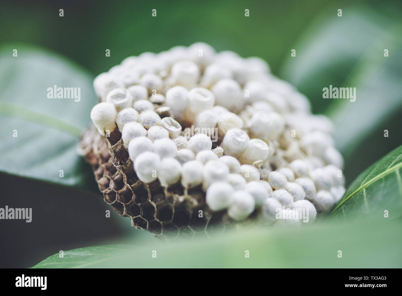 wasp nest on tree nature background or hornet nest on leaves with larva ...