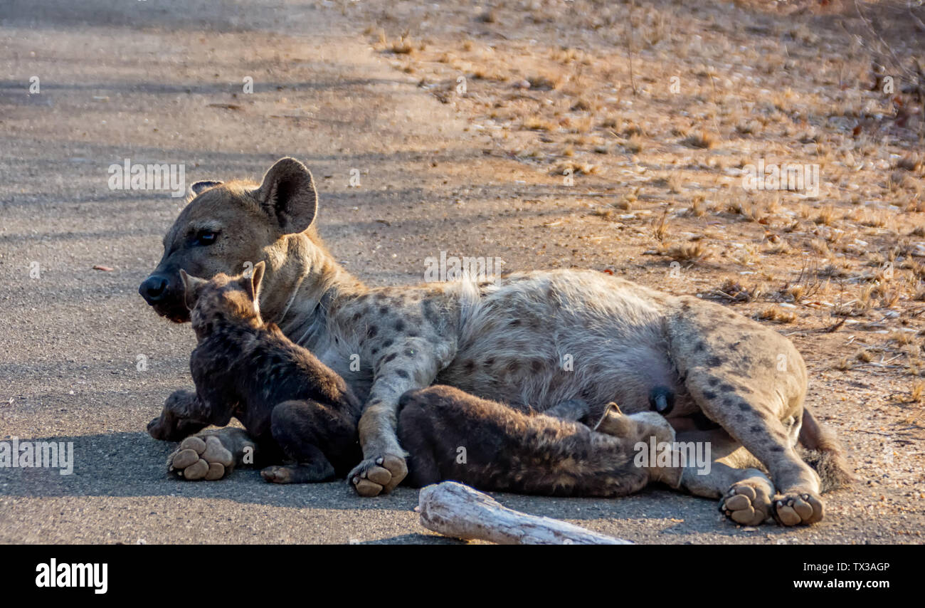 Hyena suckling cub hi-res stock photography and images - Alamy