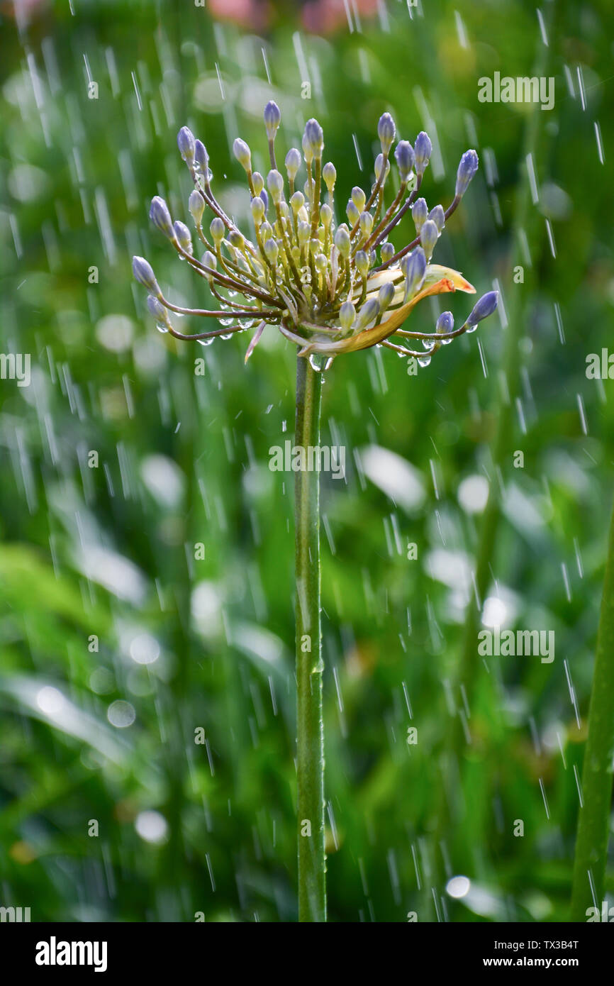 Flowers in the rain Stock Photo - Alamy