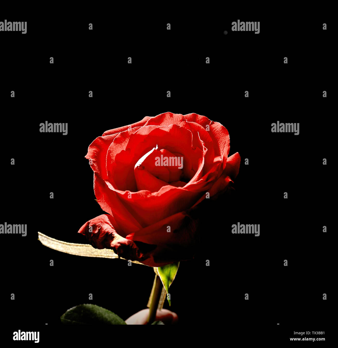 Blessings rose hi-res stock photography and images - Alamy