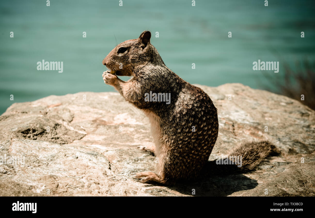 Squirrel eating pine cones Stock Photo - Alamy