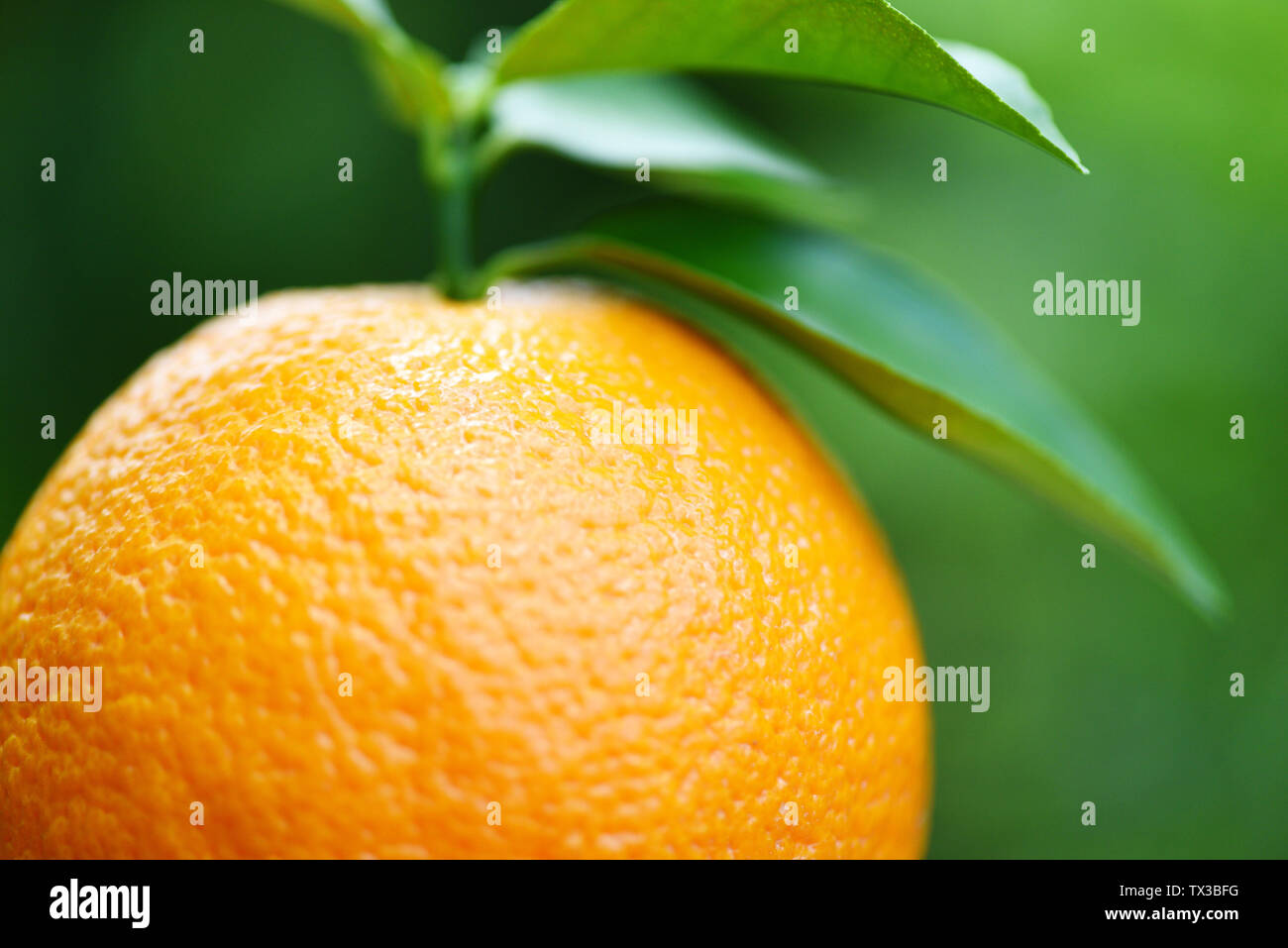 Orange fruit on nature green background on summer / Fresh orange with ...
